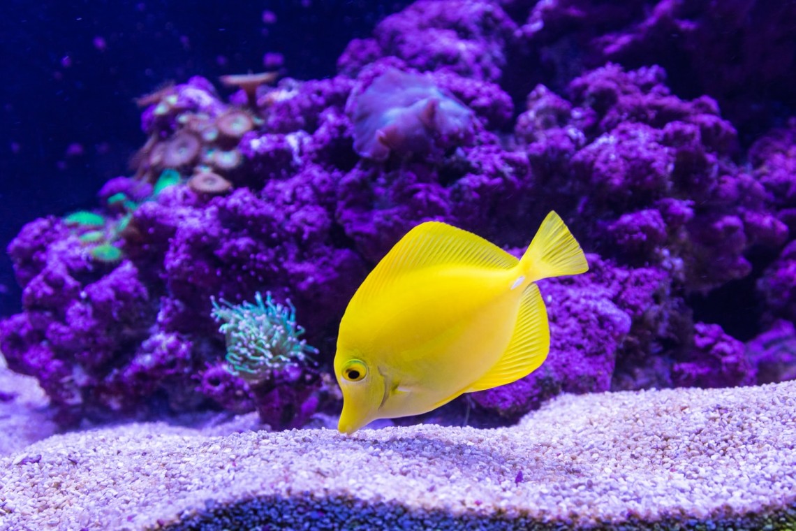 Curious Kids: How Do Fish Sleep?