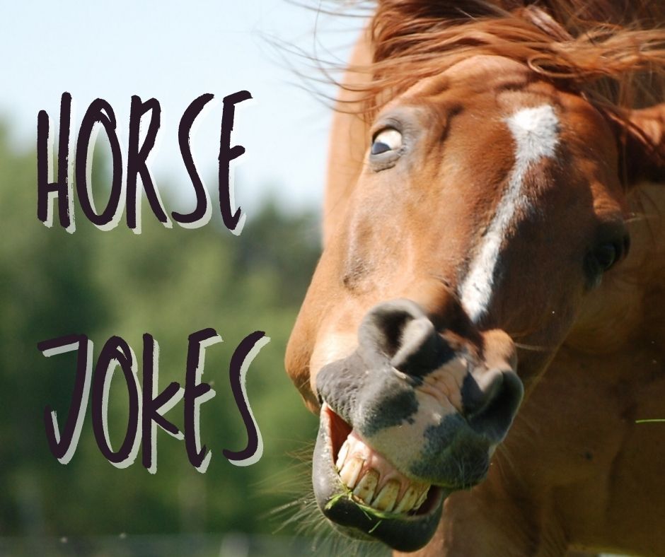 50 Funny Horse Jokes For All Kids Out There