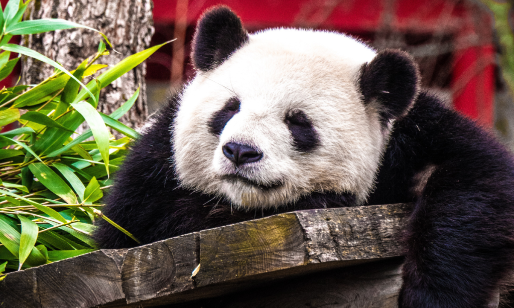 50 Funny Bear Jokes For All Kids Out There