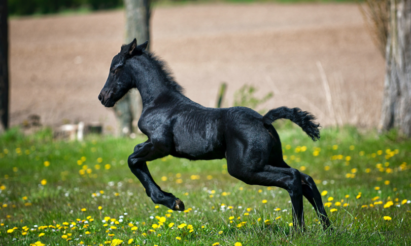 50 Funny Horse Jokes For All Kids Out There