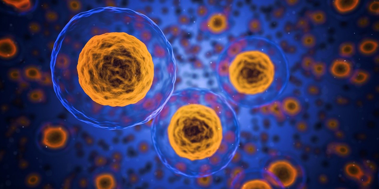 Everything You Need To Know About Cellular Health