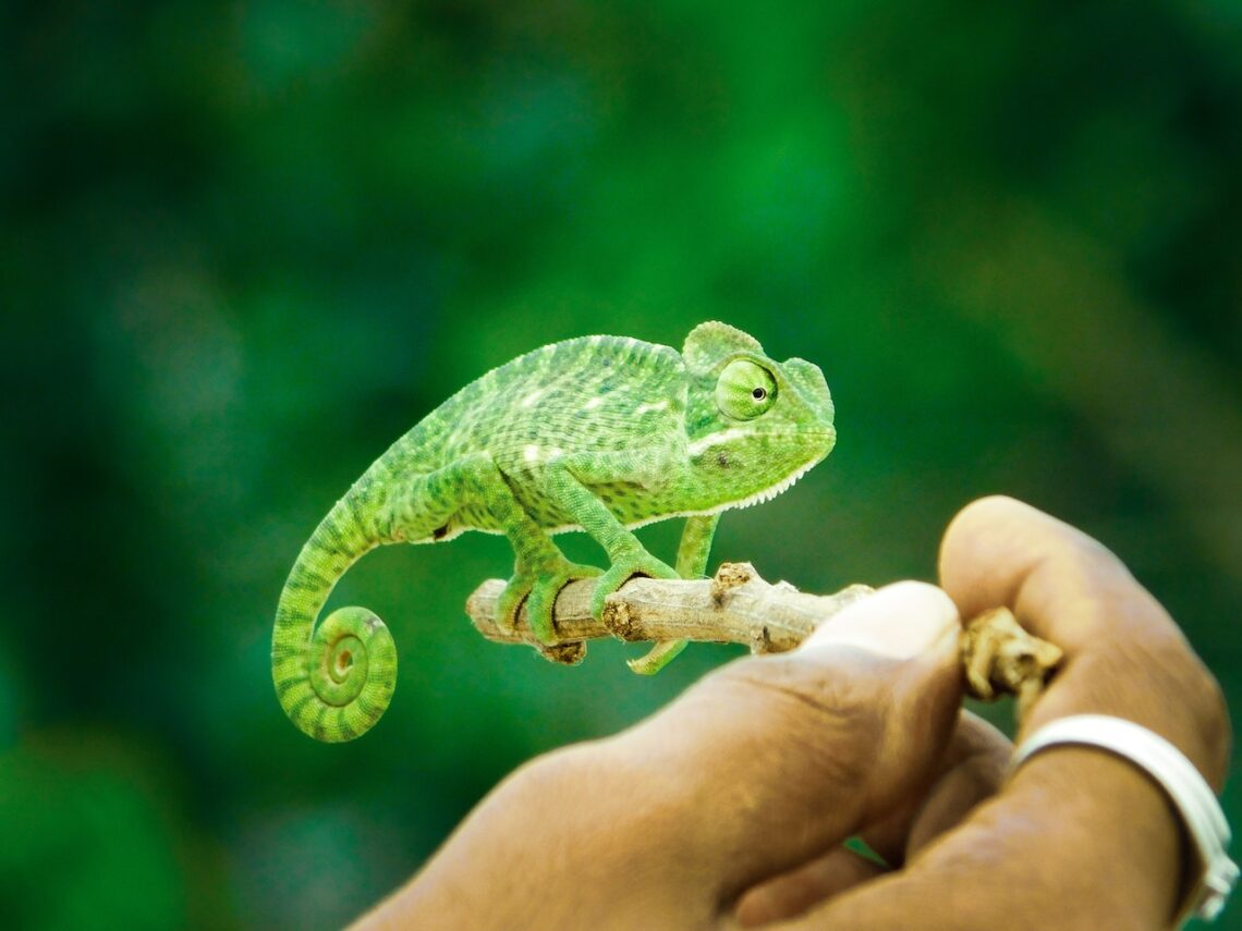 Pet Chameleon Care: 4 Tips For First-Time Owners